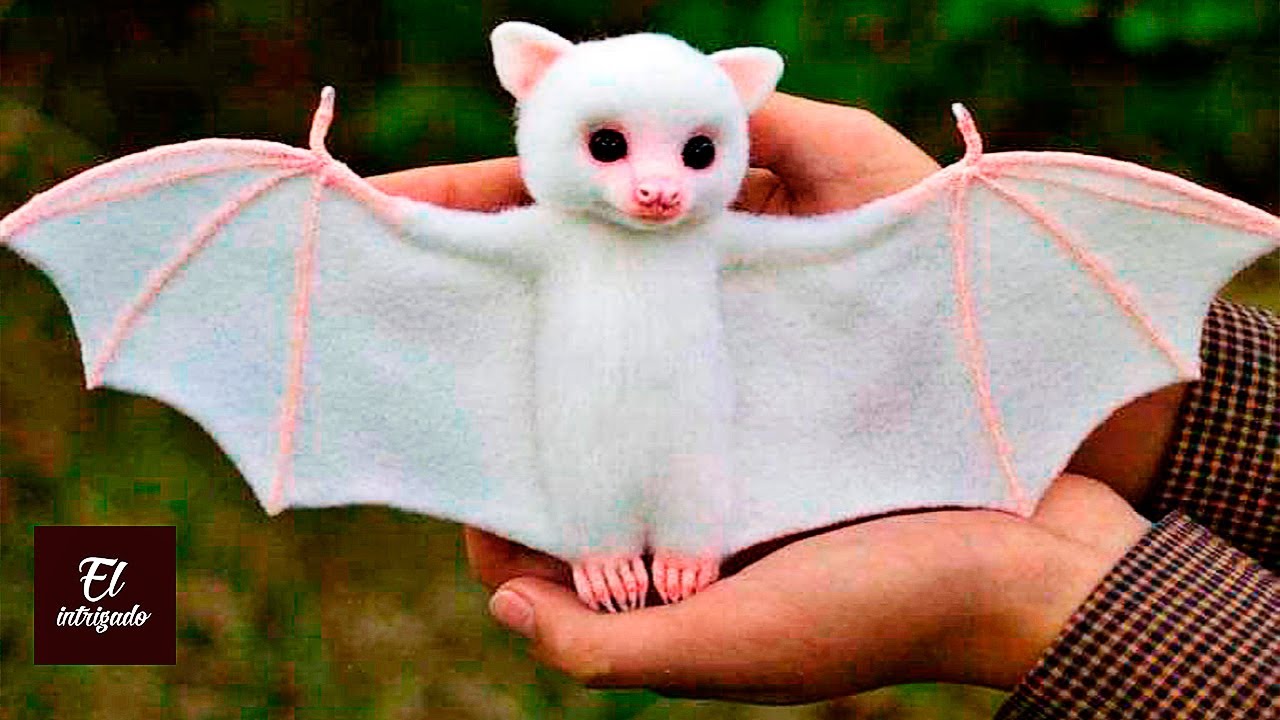 5 Animales RAROS y ASOMBROSOS Que Deberías Conocer - YouTube