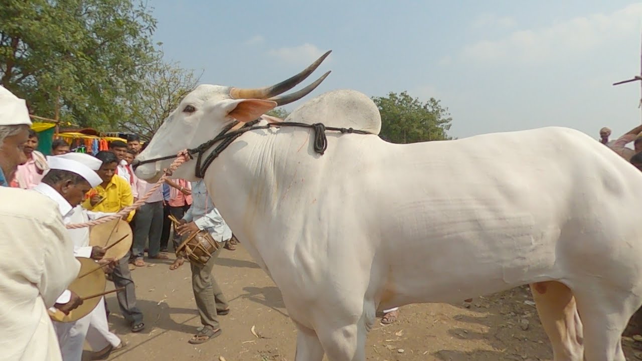 White gold Khillari bull Sonya cost 12 lakhs - YouTube