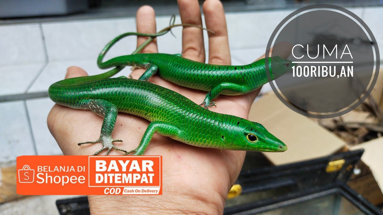 Jual kadal hijau Sulawesi murah ‼️ emerald tree skink - YouTube