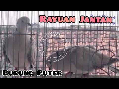Indukan Burung Puter Siap Kawin - YouTube