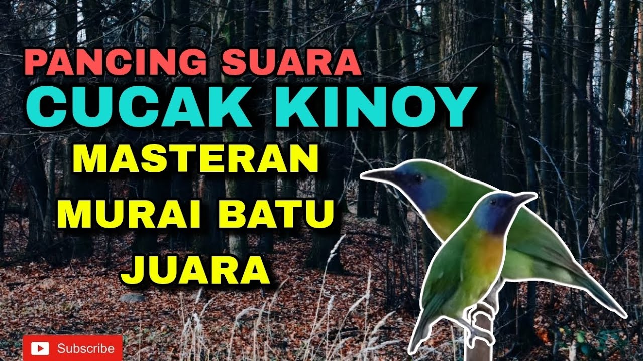 CUCAK KINOY ‼️ PANCINGAN SUARA - YouTube