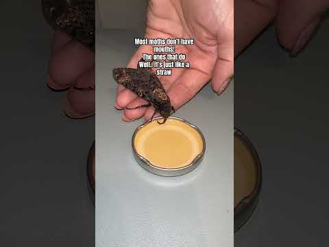 Are Hawk Moth Caterpillars Dangerous