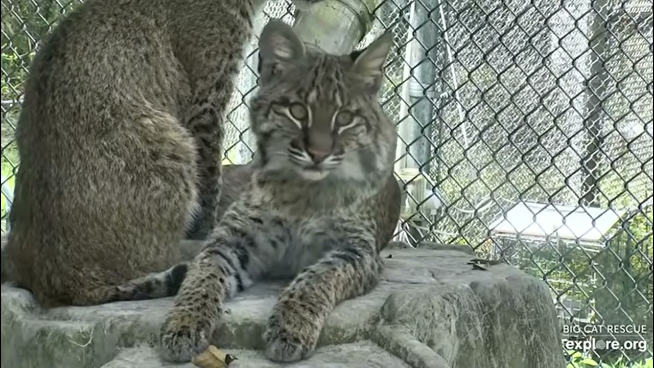 Anytime is a good time to wrestle ! Makani and Kekoa Rehab bobcats at ...