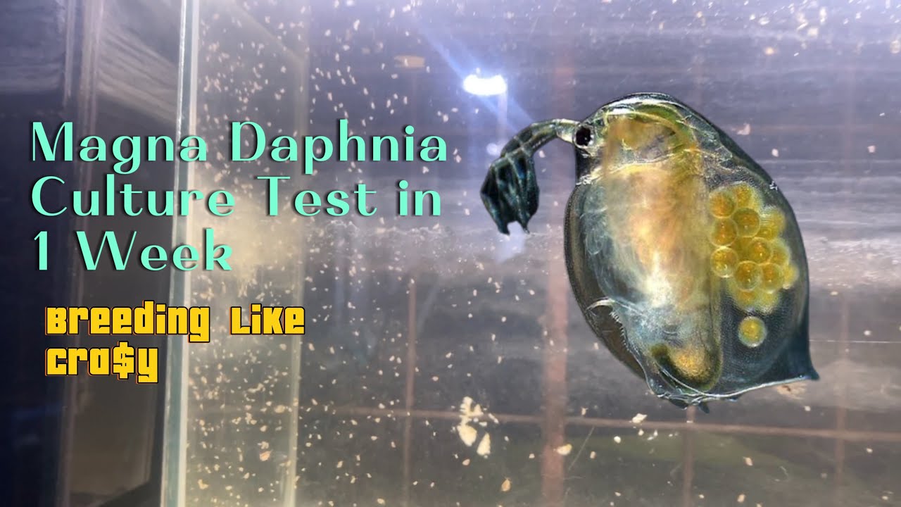 Breeding in a Week | Magna Daphia Culture | Tagalog - YouTube