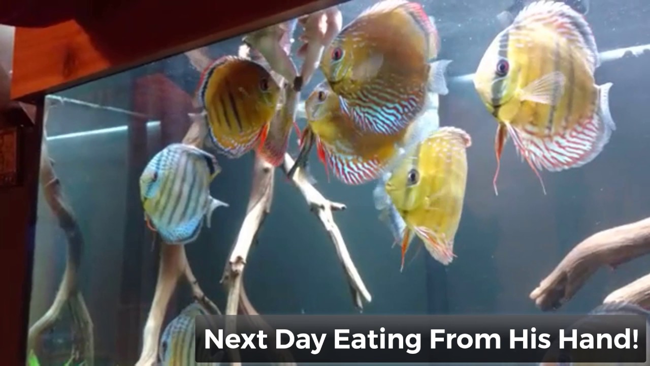 Acclimating wild discus in 180 Gallon at wattley discus - YouTube