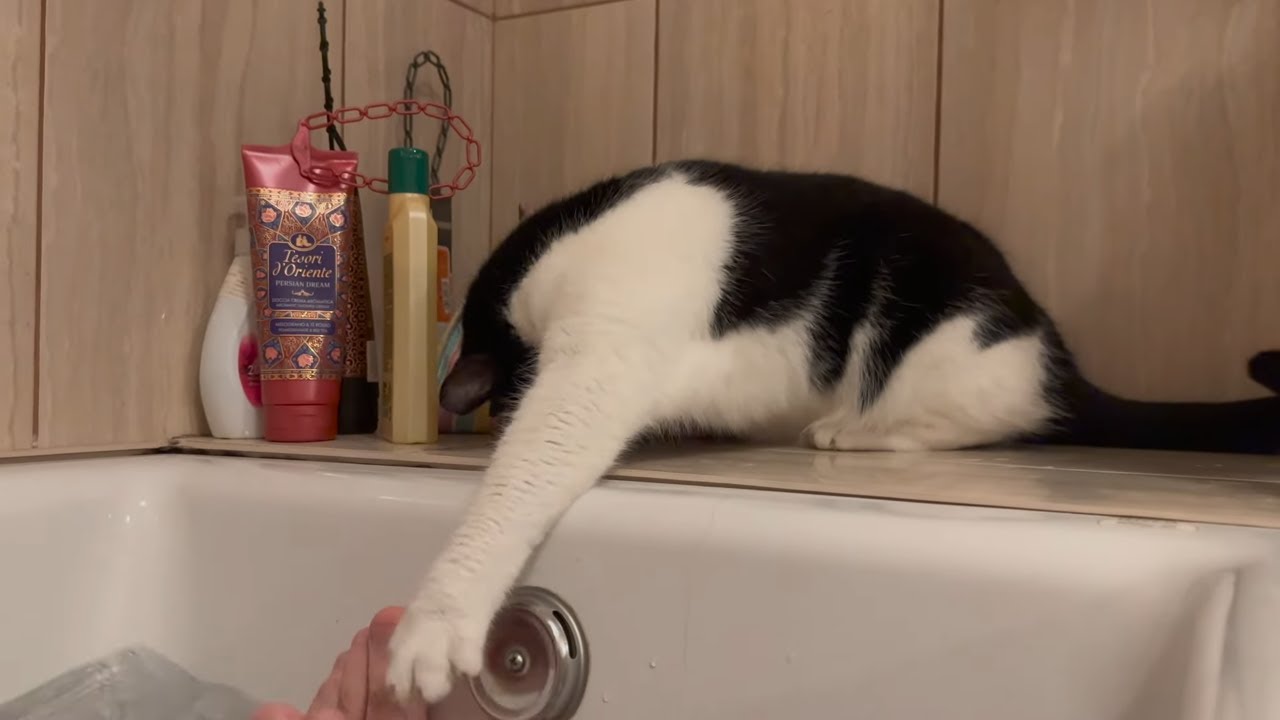 Cat Habits That Make You Go From LOL to WTF?! - YouTube