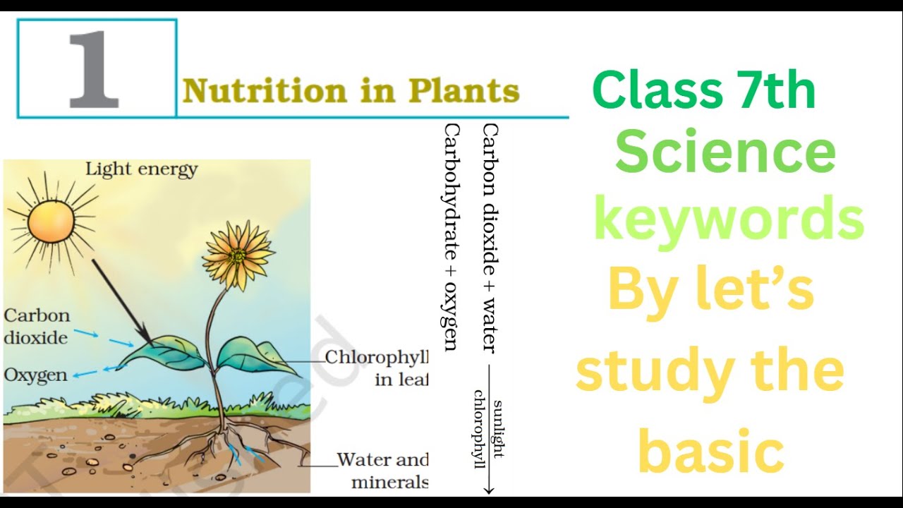 NCERT CLASS 7TH || KEYWORDS || STOMATA || PHOTOSYNTHESIS || NUTRITION ...