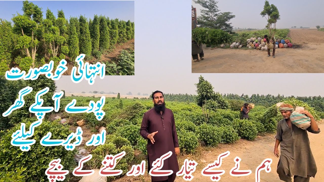 Decoration plants nursery ready in IR FARM |ornamental plant harvesting ...