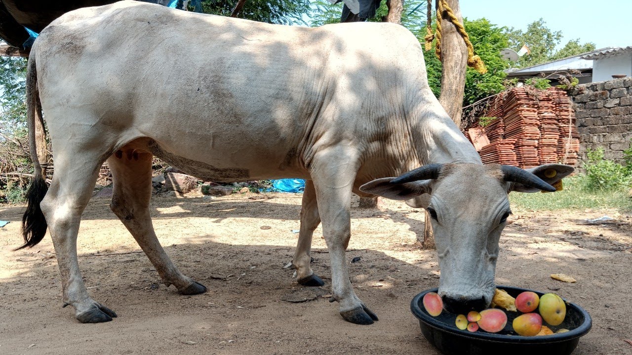 Cow eating mangoes | village cow - YouTube