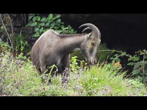 Nilgiri Tahr, wild mountain goat of southern mountains and Ghats, at ...