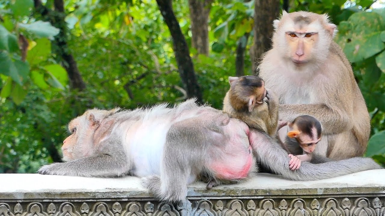 Mother Monkey Berry takes care of her child so lovely with Monkey ...