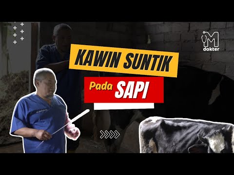 Deteksi Kesuburan Sapi dan Kawin Suntik