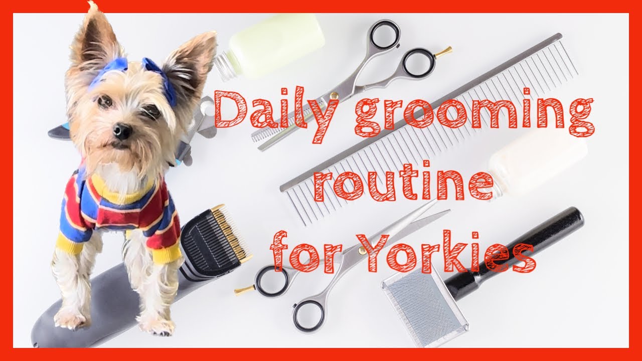 Daily grooming routine for our two Yorkies. 🐶#yorkie #dog - YouTube