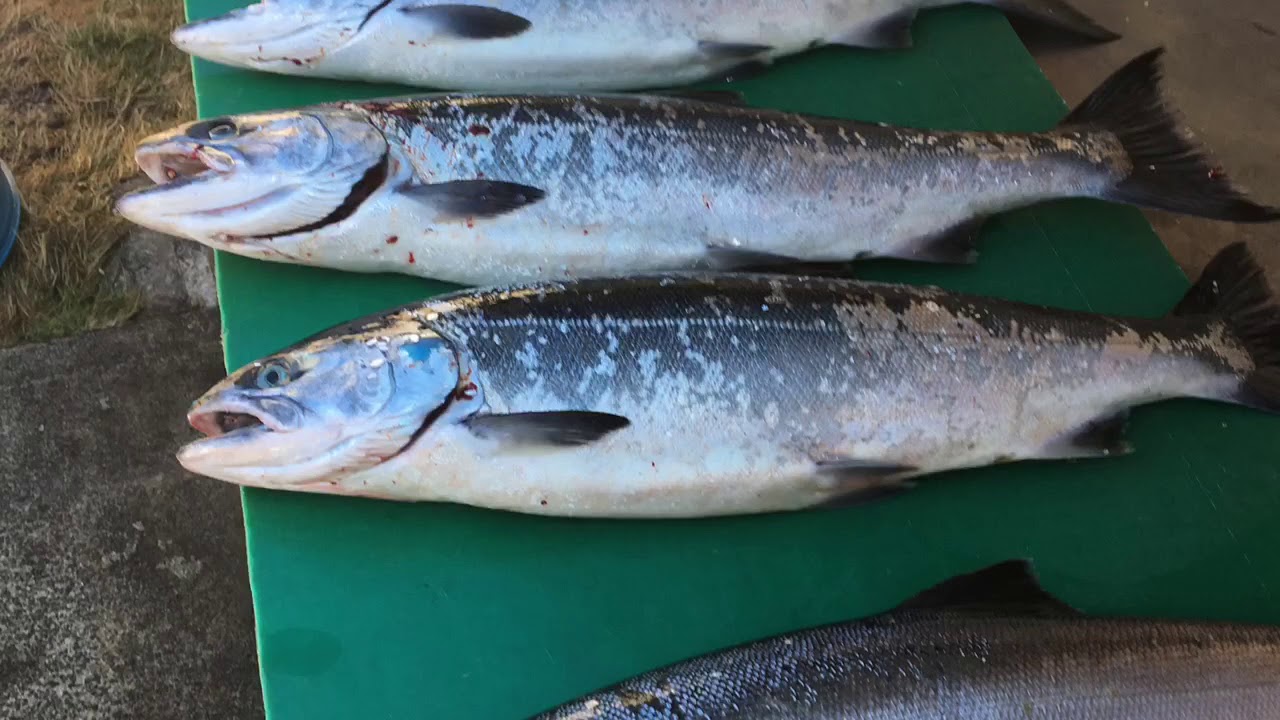 Pacific City Dory Fishing - YouTube