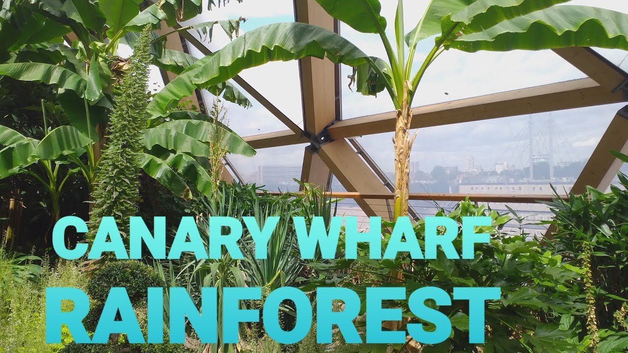 RA1718 Rainforest Canary Wharf - YouTube