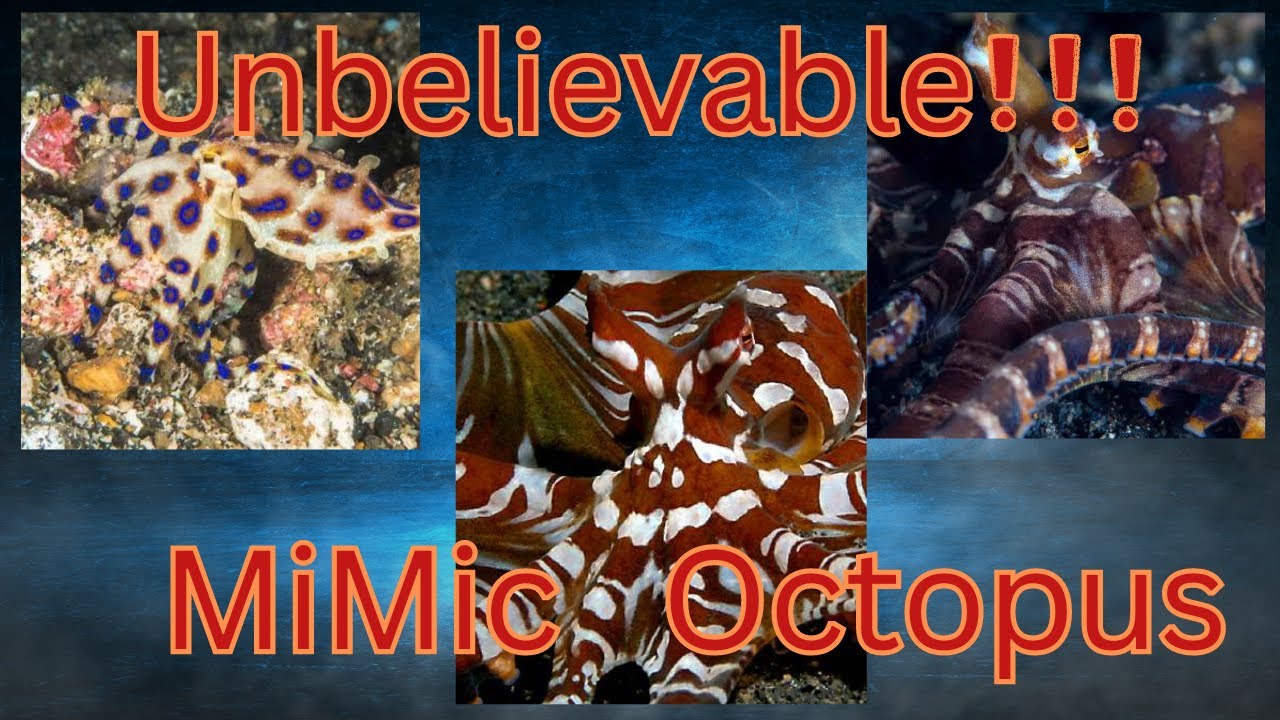 Unbelievable facts about mimic octopus | Facts about mimic octopus. # ...