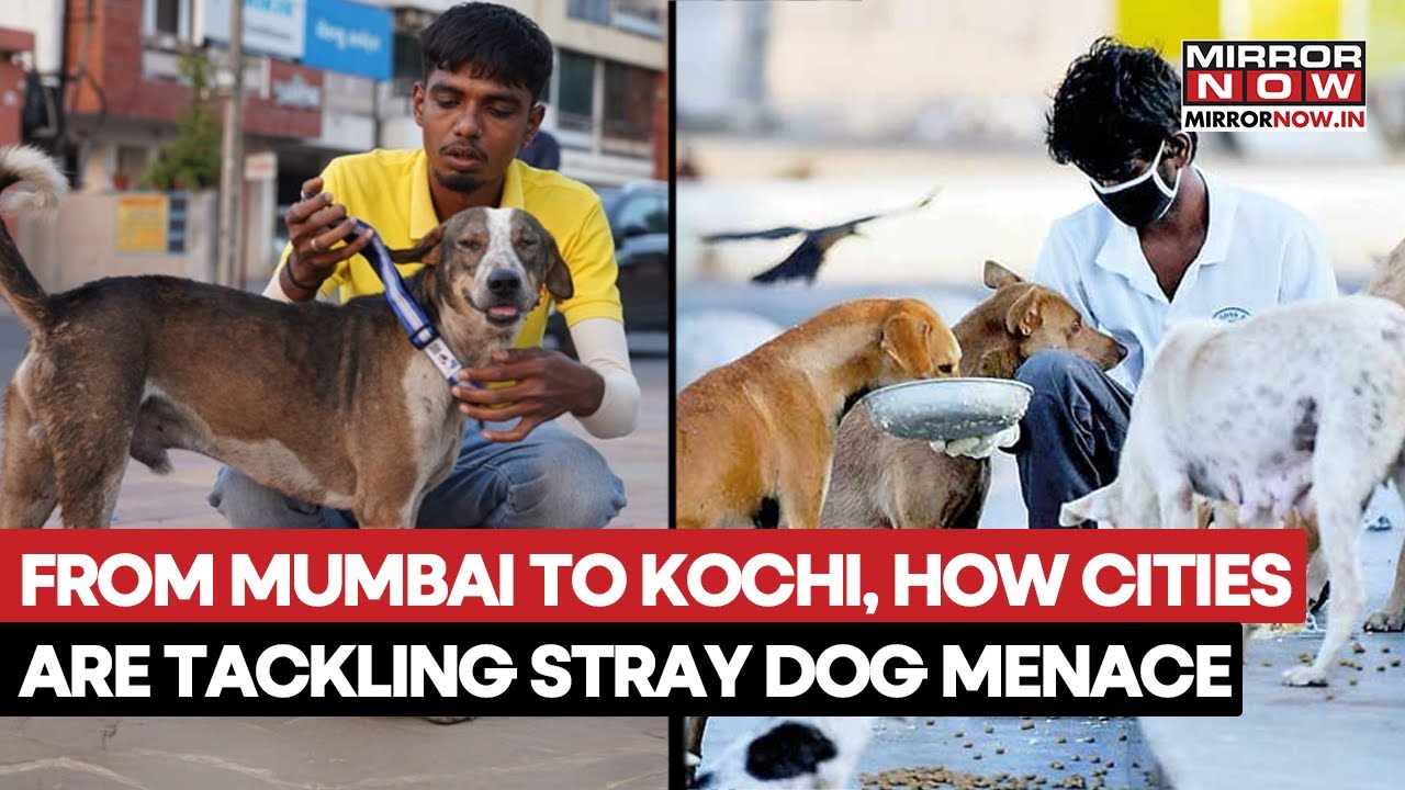 SC's Stray Dog Row: From Mumbai To Kochi, How Indian Cities Are Dealing ...