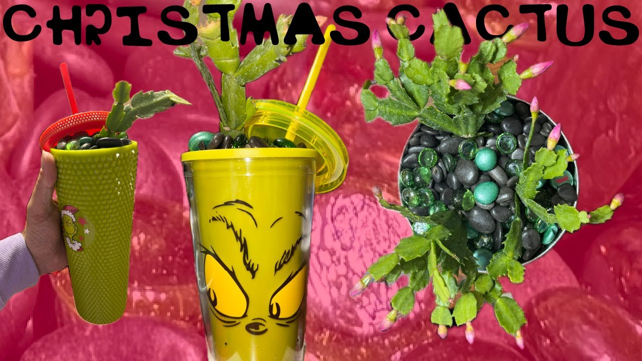 Planting Christmas Cactus In Grinch Pots - YouTube