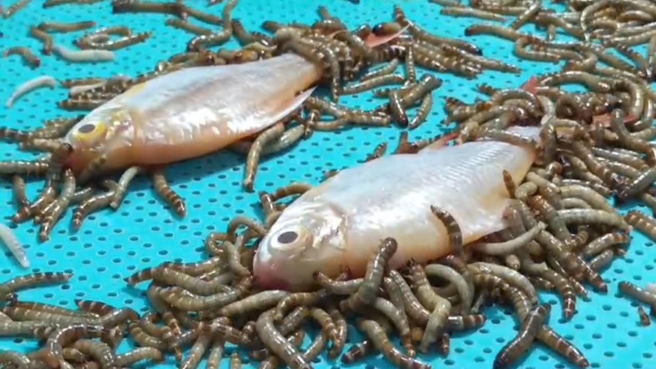 TIMELAPSE SUPERWORM VS TWO KAVIAT FISH WORM EATING FISH - YouTube