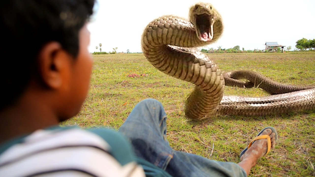 Wild Snake Attacks Boys During Digging Crab - Battle Snake Vs Boys ...