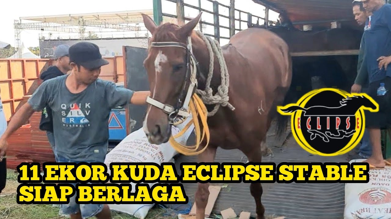 11 Ekor Kuda ECLIPSE STABLE, Menuju Pacu Kuda TIGA MAHKOTA DAN PERTIWI ...