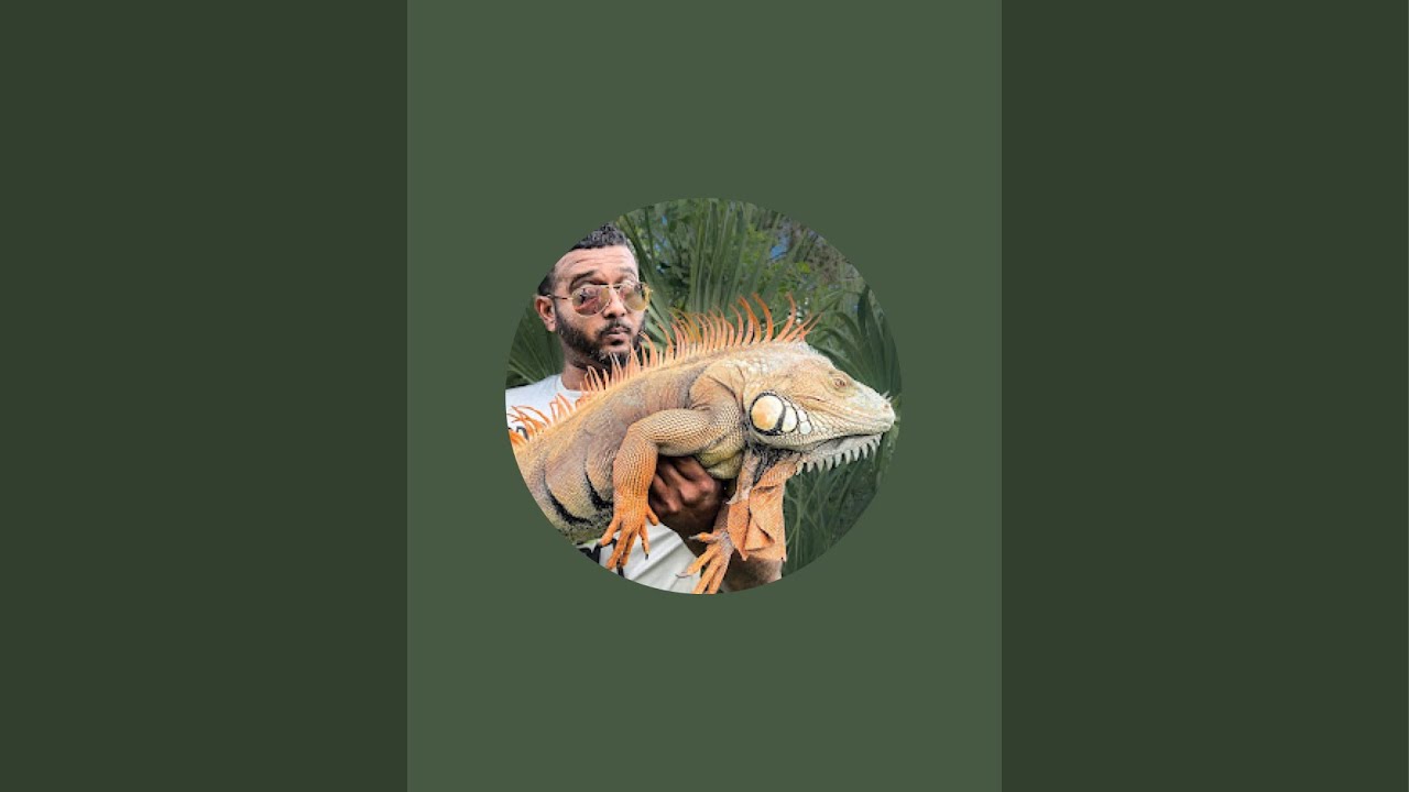 THE IGUANA MAN is live! - YouTube