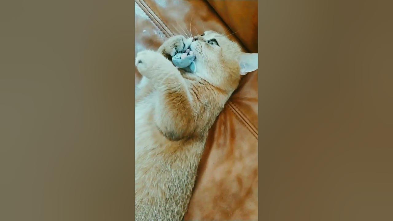 Кот в трусах играет с мышью #shorts - YouTube