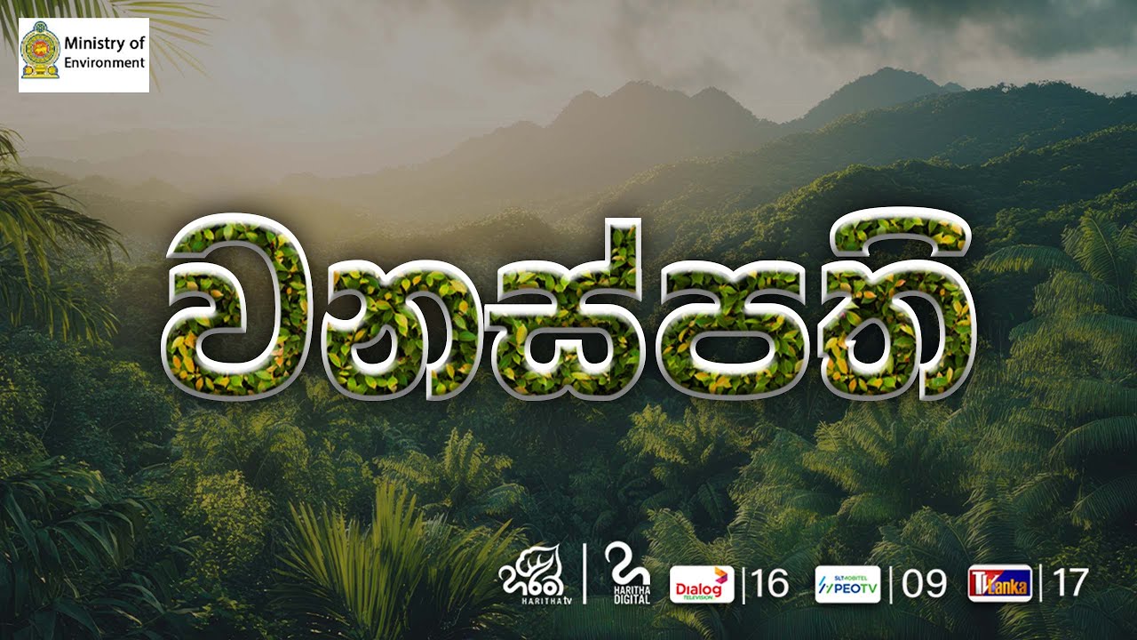 වනාන්තර රක්ෂිත ආරක්ෂා කර ගැනීමේ ජාතික වැඩසටහන | Wanaspathi | Haritha Tv ...