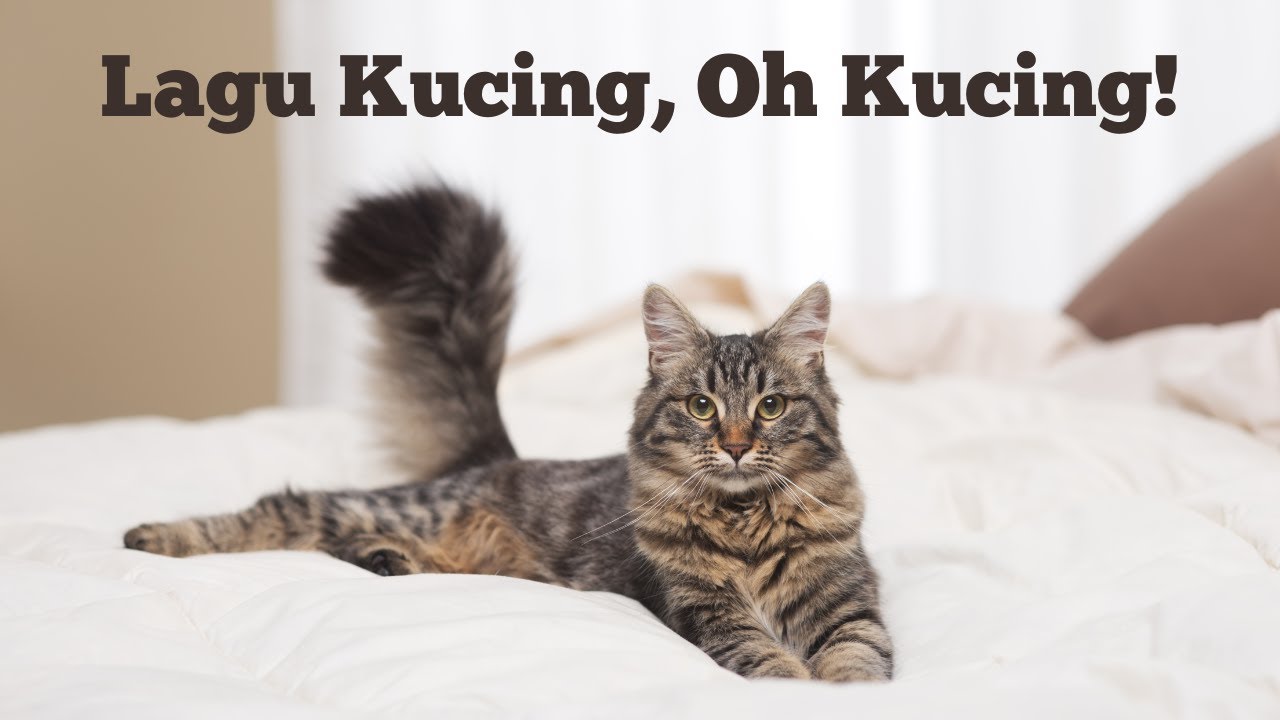 Lagu Kucing, Oh Kucing Untuk Kanak-Kanak | Malay Cat Song For Kids ...