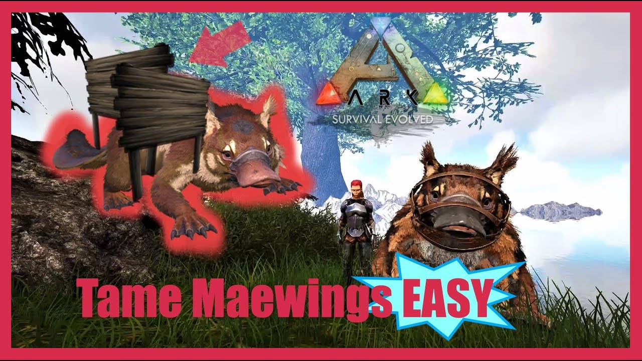 EASIEST Way to Tame Maewings Early Game in Ark Survival Evolved - YouTube