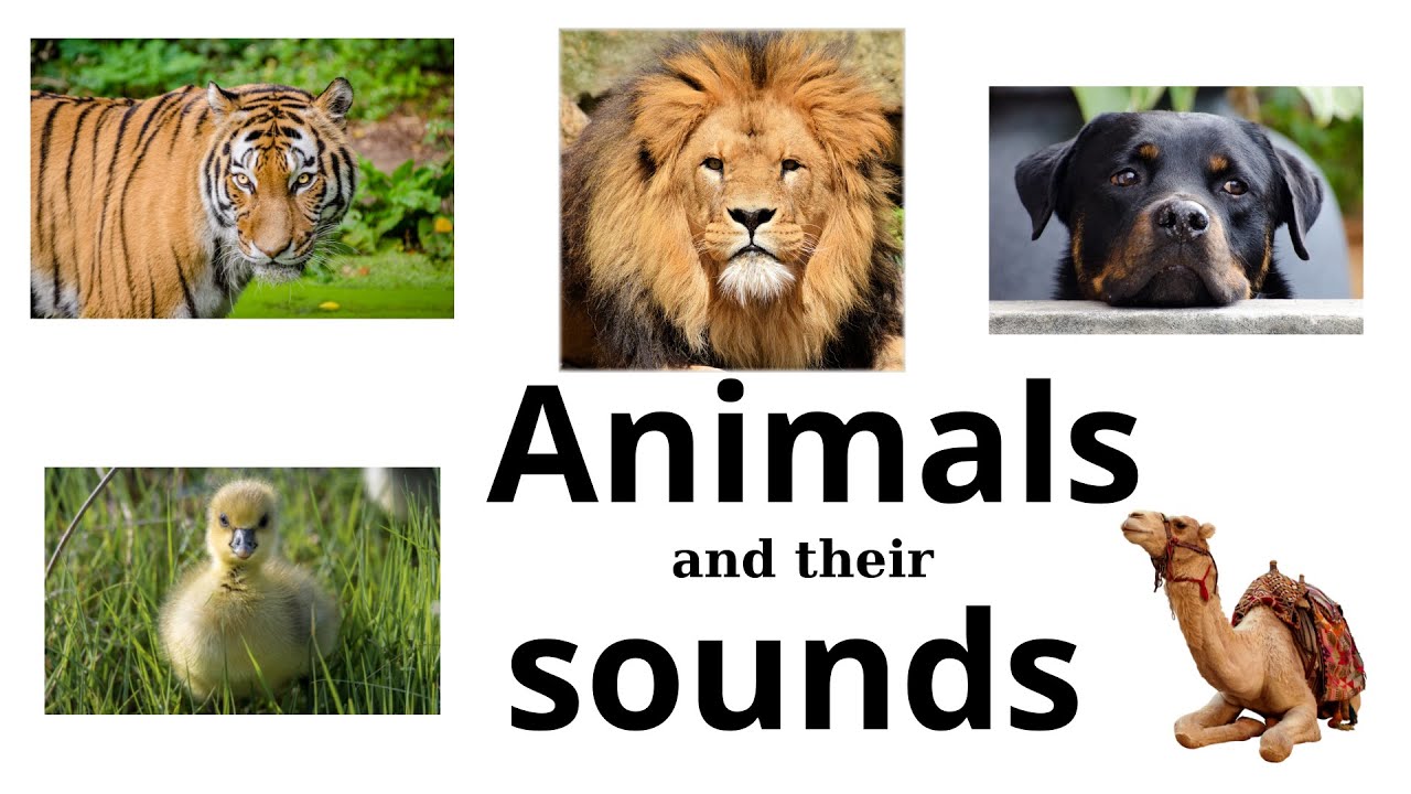 Animals and their sounds. Names of animals in English. In alphabetical ...
