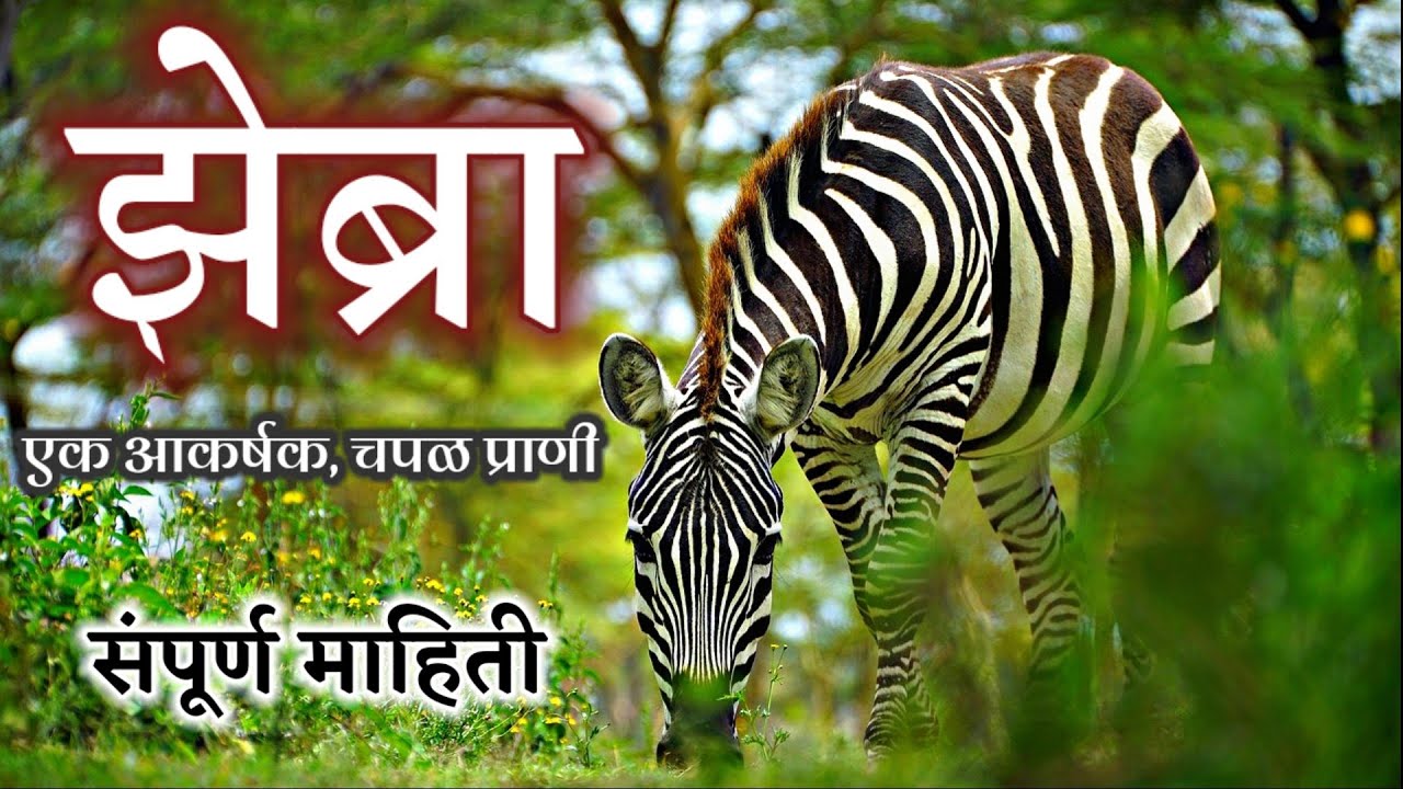 झेब्रा प्राणी माहिती मराठी | zebra ya prani chi mahiti - YouTube