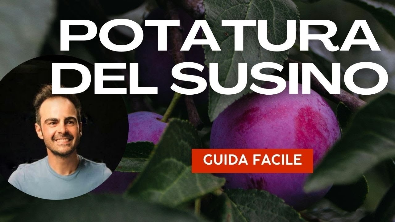 Guida facile alla potatura del Susino - YouTube