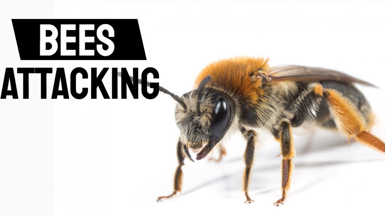 Bees attacking an Electrician in West Chester PA - YouTube