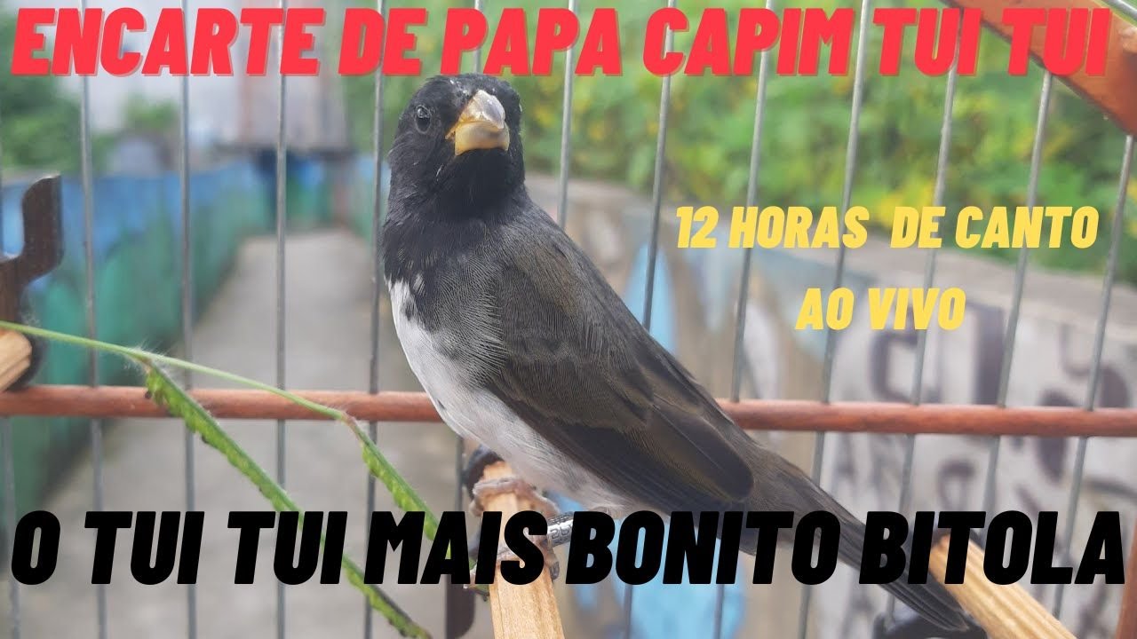 Encarte para filhotes e treinamento Papa capim tui tui puro canto firme ...