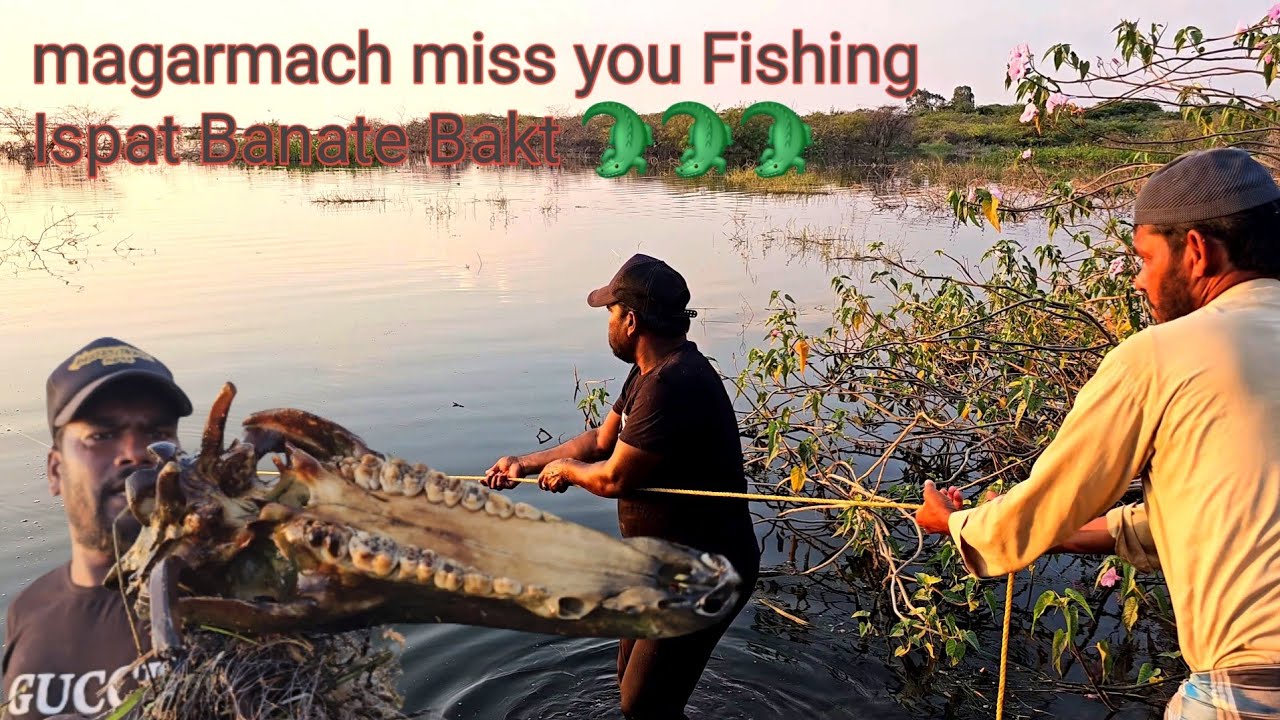 🐊🐊magarmach missyou 🐊🐊| Rohu Fishing Techniques | 3 Hook Fishing ...