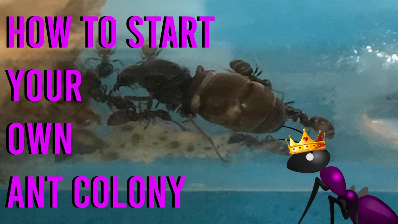 HOW TO START YOUR OWN ANT COLONY ***QUICK AND EASY*** - YouTube