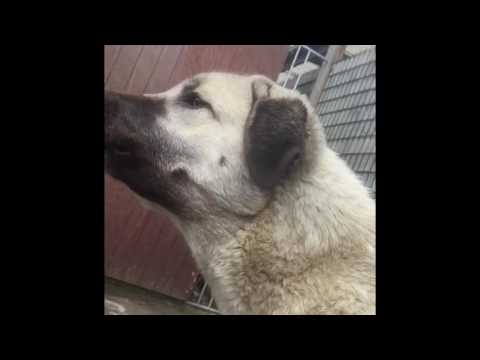 Turkish Kangal, Disi kangalimizdan klipler