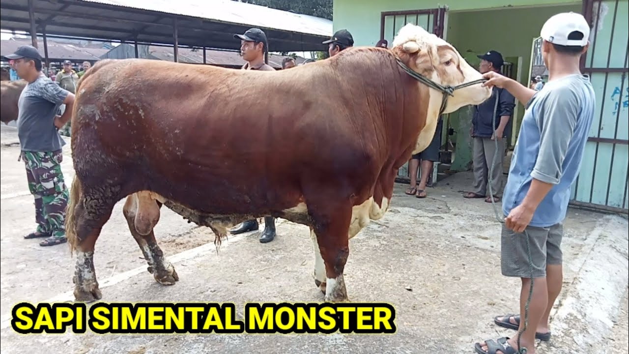 SAPI JUMBO METAL - YouTube