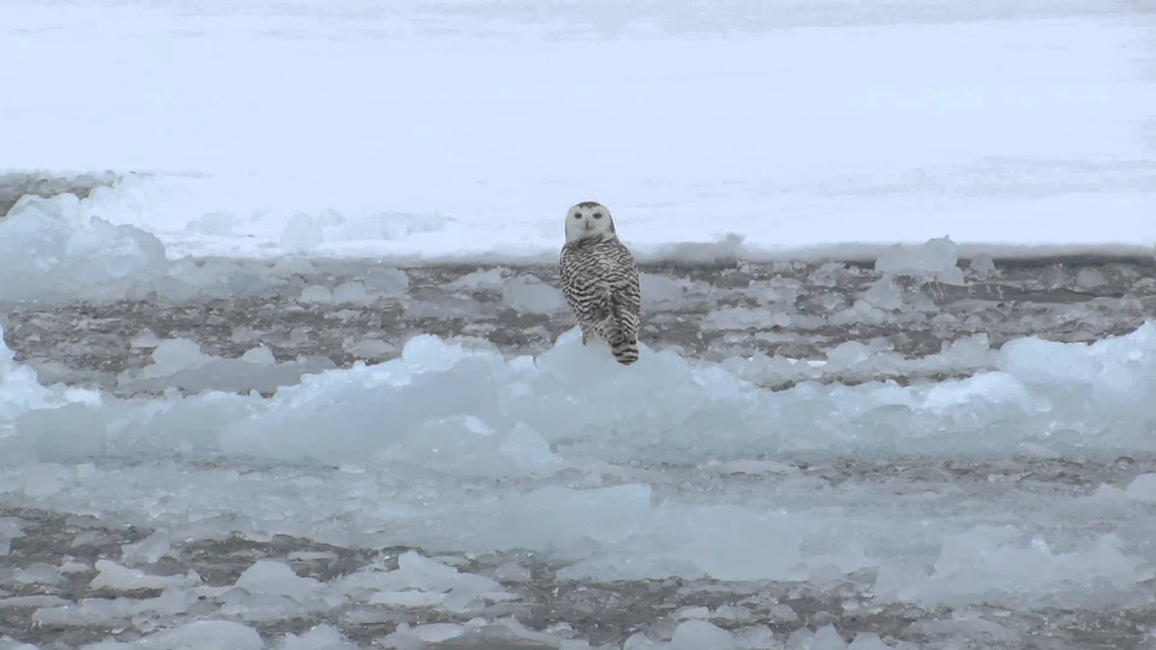 Snowy Owl hunting ducks - YouTube