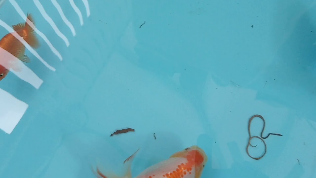 Japanese top view Ranchu - YouTube