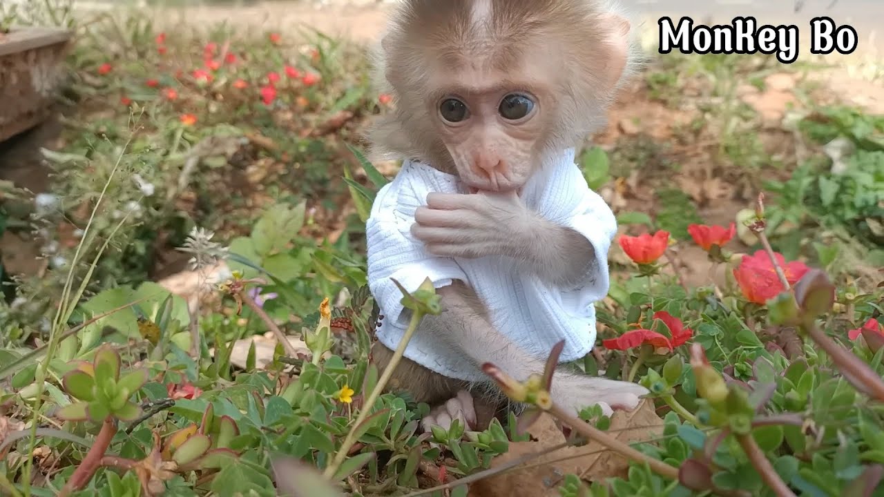 Baby monkey playing in the flower garden - YouTube