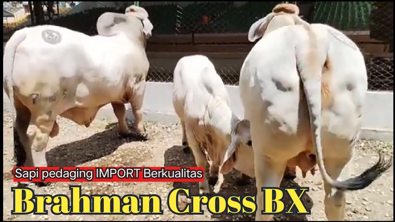 SAPI BRAHMAN CROSS BX || SAPI PEDAGING || SAPI IMPORT || BRAHMAN BULL ...