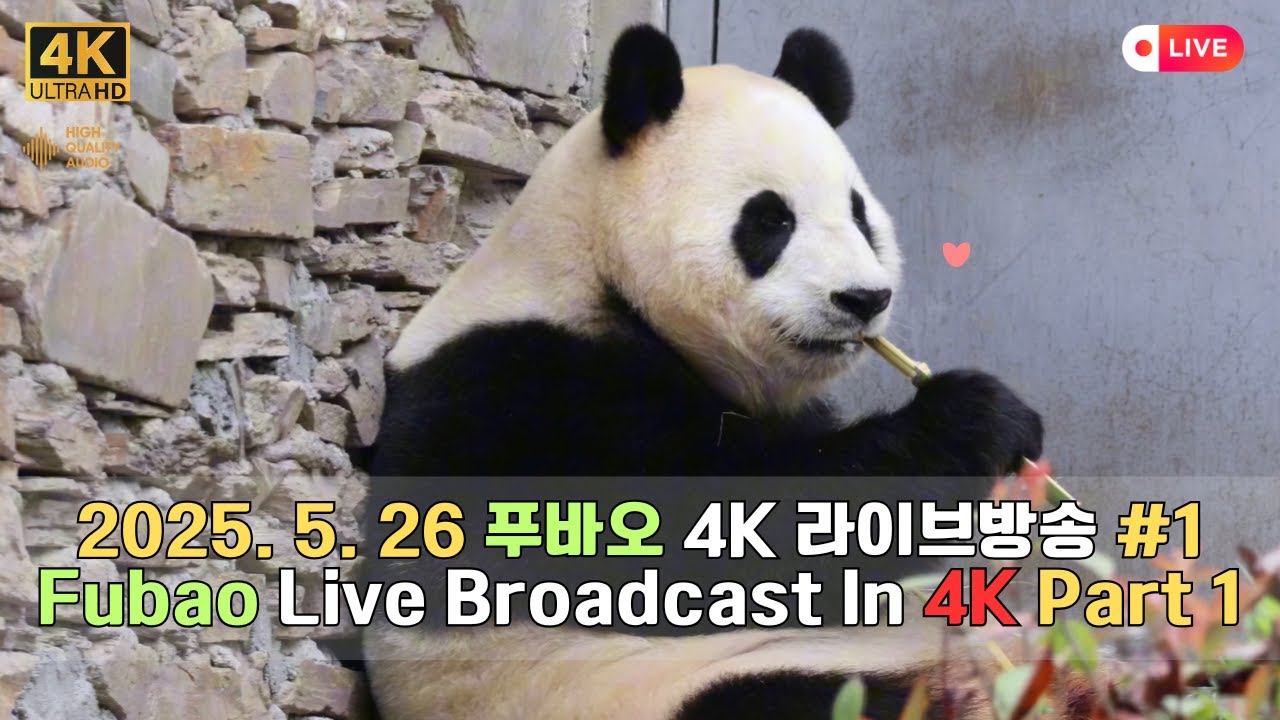 오랜만에 야외 먹방을 보여준 푸바오를 4K 고화질 고음질 방송으로 만나보세요.(4K Fubao Live Broadcasting ...