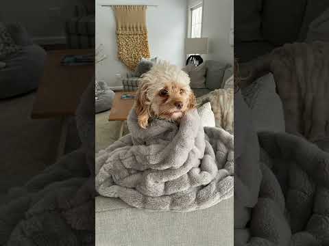 My dogs are soooo cute 🐕 #cute #dog - YouTube
