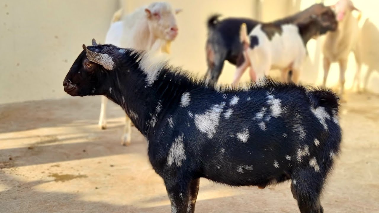 Teddy Goats Collection | Complete Documentary - YouTube