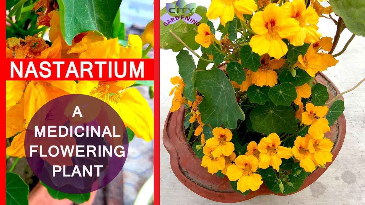 How to grow and take care of Nasturtium, a medicinal flowering plant ...