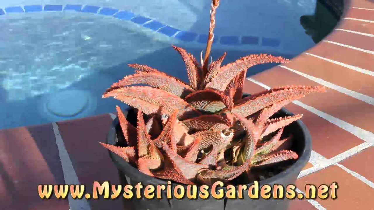 Aloe Green Sand - Kelly Griffin Hybrid - Mysterious Gardens - YouTube