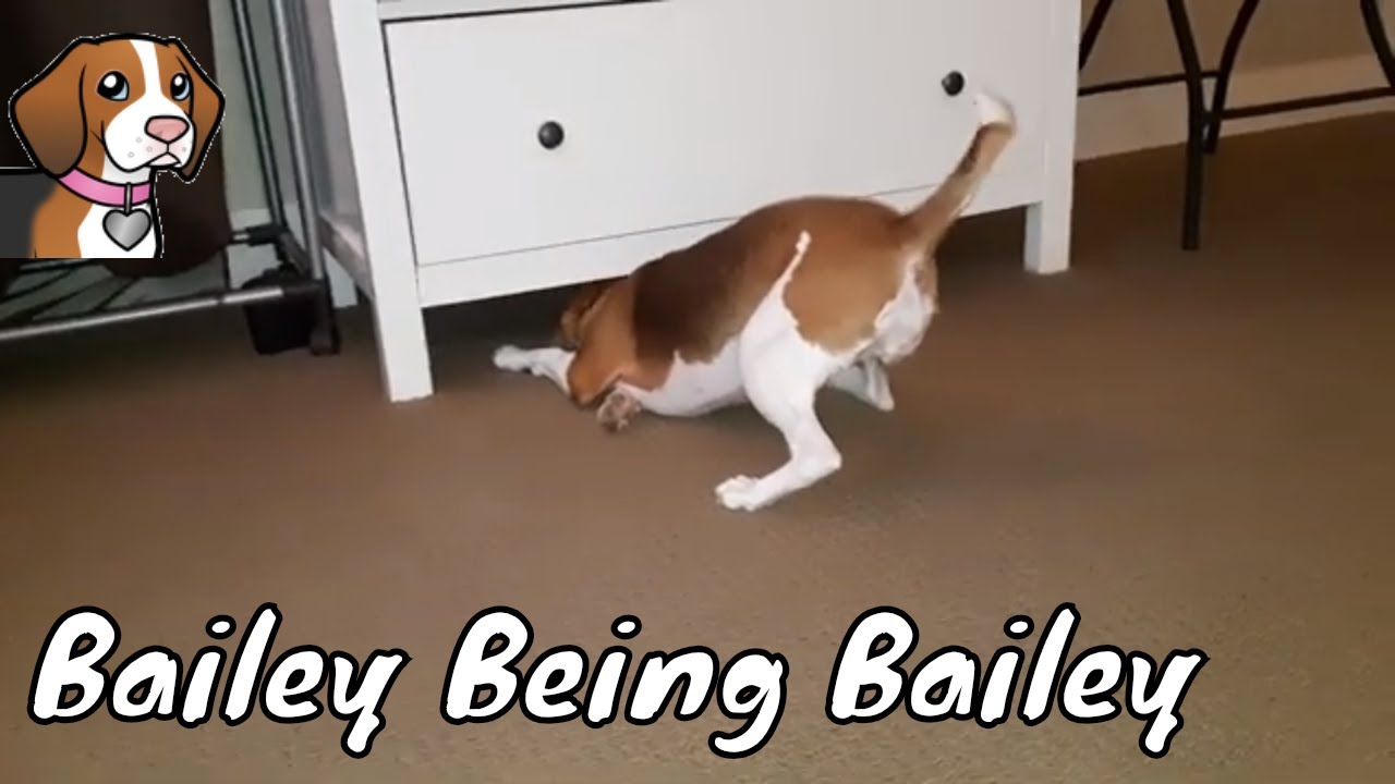 Bailey What's Wrong? - Bailey Being Bailey - YouTube