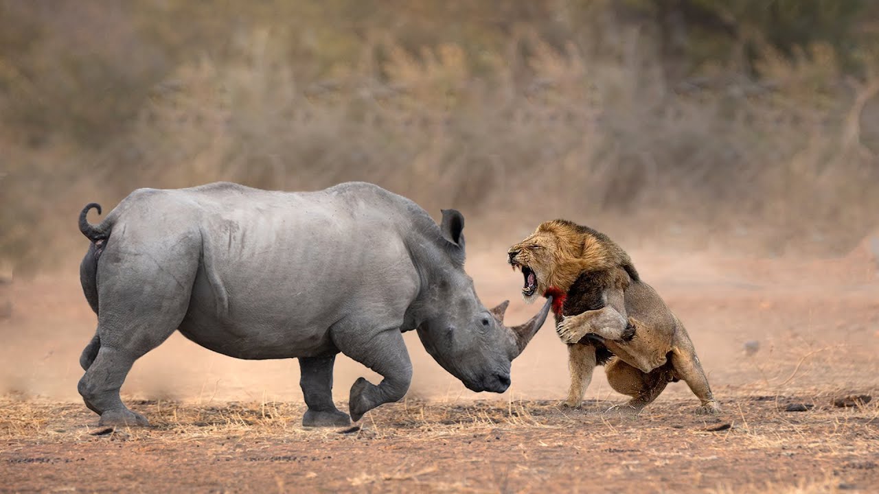 How Lion Attack Rhino Success - YouTube